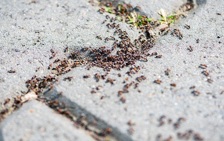Does Squashing Ants Attract More? | Accurate Pest Control