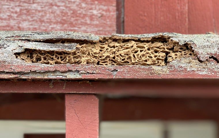 Top 5 Signs Of A Termite Infestation In Your Home | Accurate Pest Control