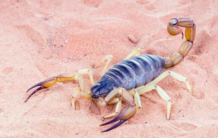 A Complete Timeline Of Texas Scorpion Season | Accurate Pest Control
