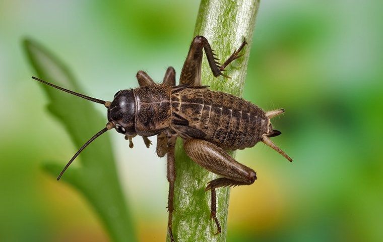Were You Aware Of The Harm Crickets Can Do? | Accurate Pest Control