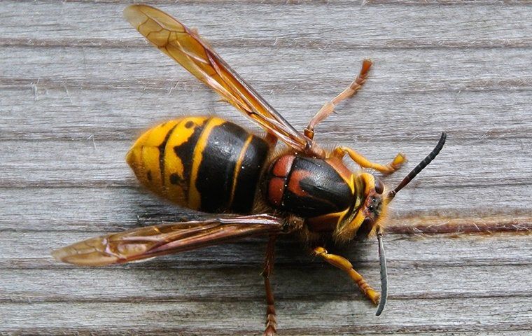 San Antonio's Guide To Safe And Effective Hornet Control | Accurate ...
