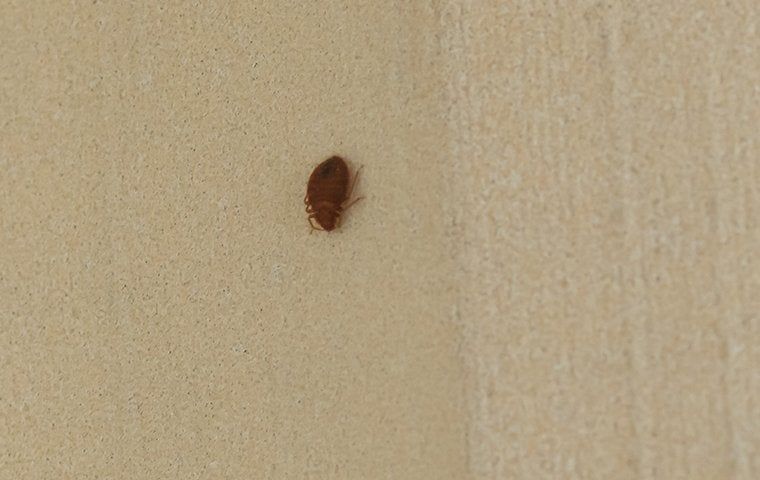 How To Deal With Bed Bug Bites On Babies & Children | Accurate Pest Control