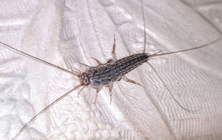 How Can Silverfish Damage Your Home? | Accurate Pest Control