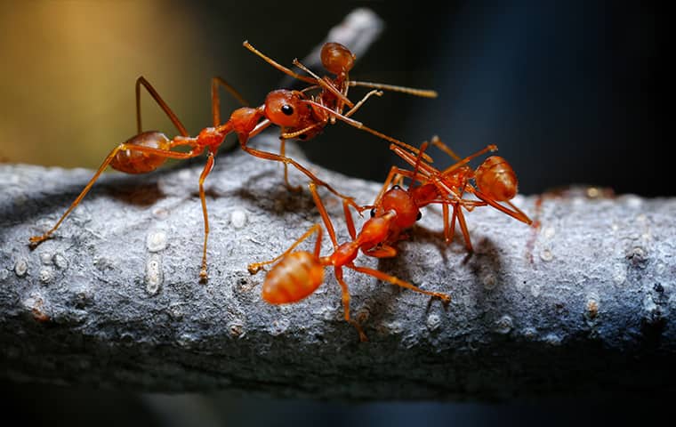 Facts You Need To Know About Floating Fire Ants | Accurate Pest Control