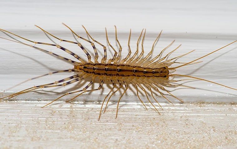 What Are The Signs Of A House Centipede Infestation? | Accurate Pest ...