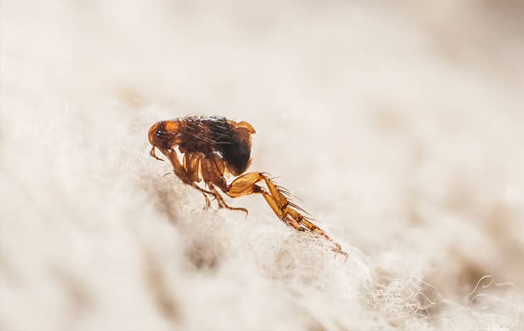 How To Spot The Signs Of Fleas On Your Pets | Accurate Pest Control