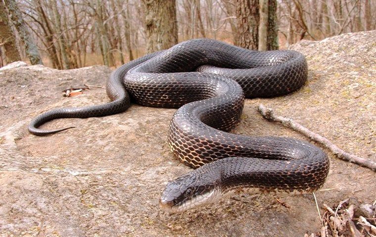 Snake Infestation- Why Does It Happen? | Accurate Pest Control