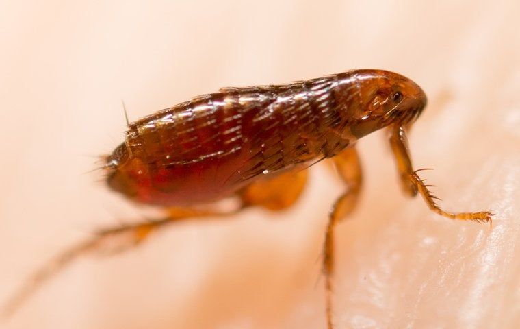Can Fleas Live On Humans Accurate Pest Control