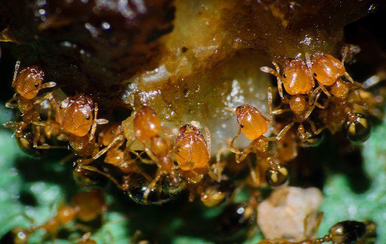 Pharaoh Ant Control: Effective Strategies For Eliminating Pharaoh Ants ...