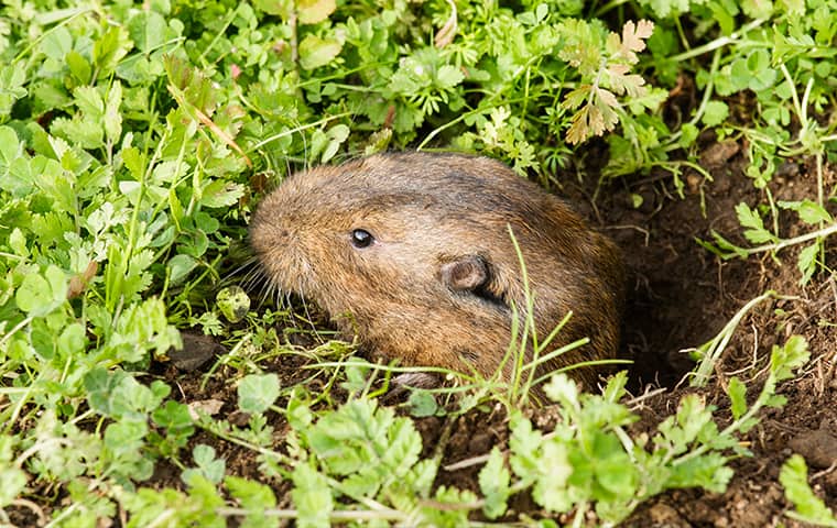 Rodents In The Garden | Accurate Pest Control