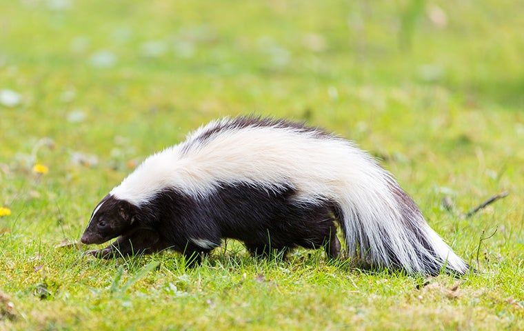 Let's Talk About Effective Skunk Control In San Antonio | Accurate Pest ...