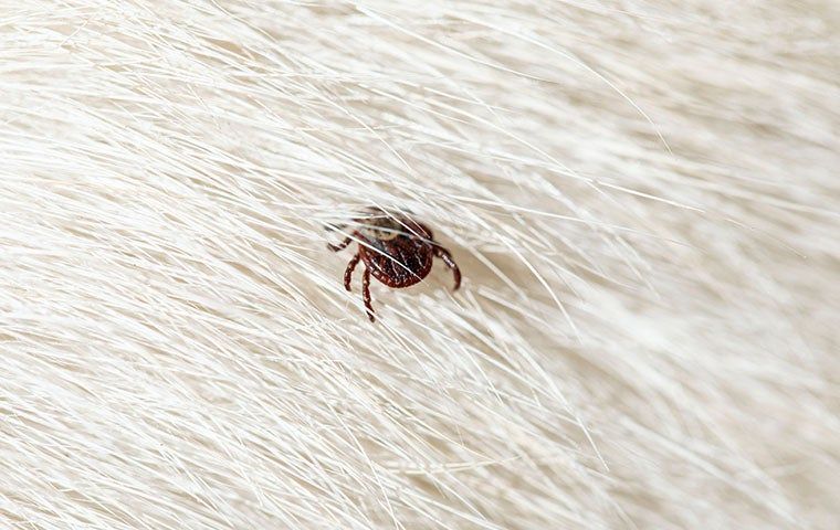 Why Ticks Are So Hard To Kill | Accurate Pest Control