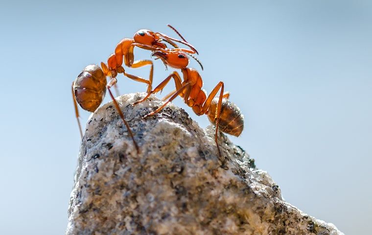 How Do We Identify Different Types Of Ants In Texas? Get The Insights ...